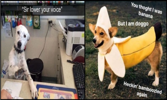 16 Doggo Memes That Will Brighten Your Day And Your Dog's