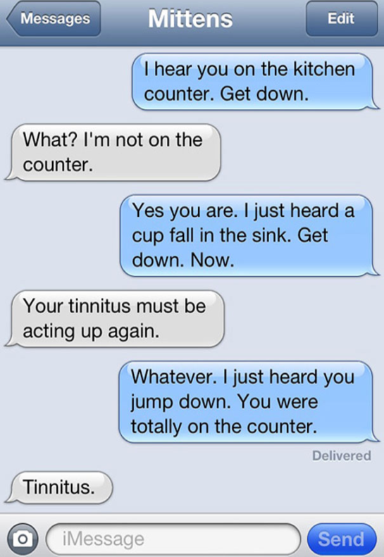 23 Funny Images of What Cat Text Conversation Would Look Like