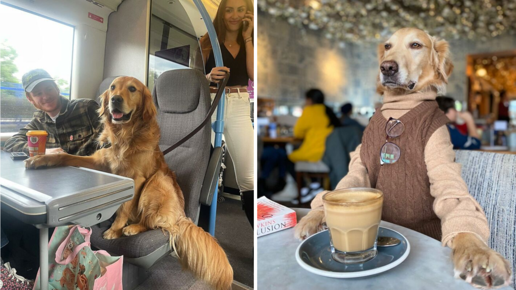 This Cute Golden Retriever Dog Likes To Make New Friends While ...