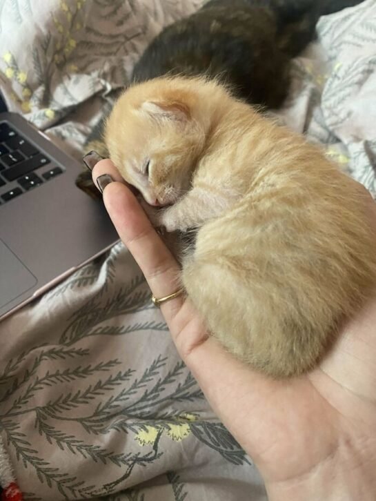 These 21 Awesome and Adorable Cats Will Win Your Heart