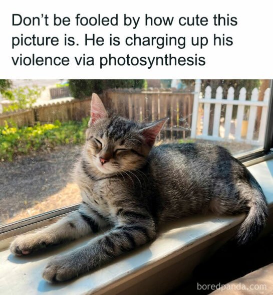 23 Cute And Funny Cat Images And Memes To Brighten Your Day