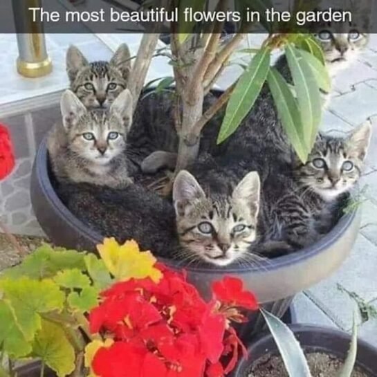 23 Cute And Funny Cat Images And Memes To Brighten Your Day