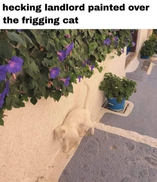 23 Cute And Funny Cat Images And Memes To Brighten Your Day