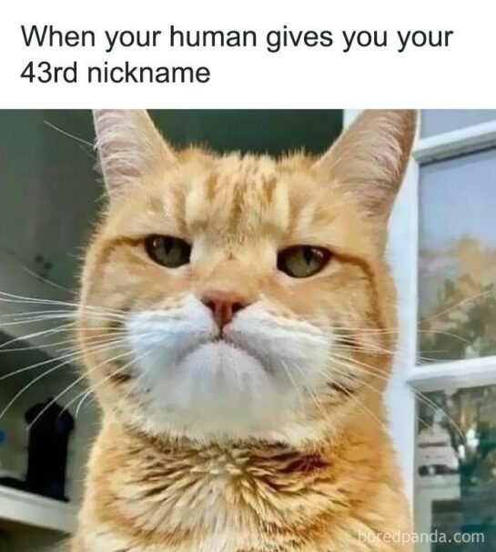 These 21 Cat Memes Would Bring Joy To Any Cat Lovers