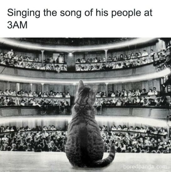 These 21 Cat Memes Would Bring Joy To Any Cat Lovers