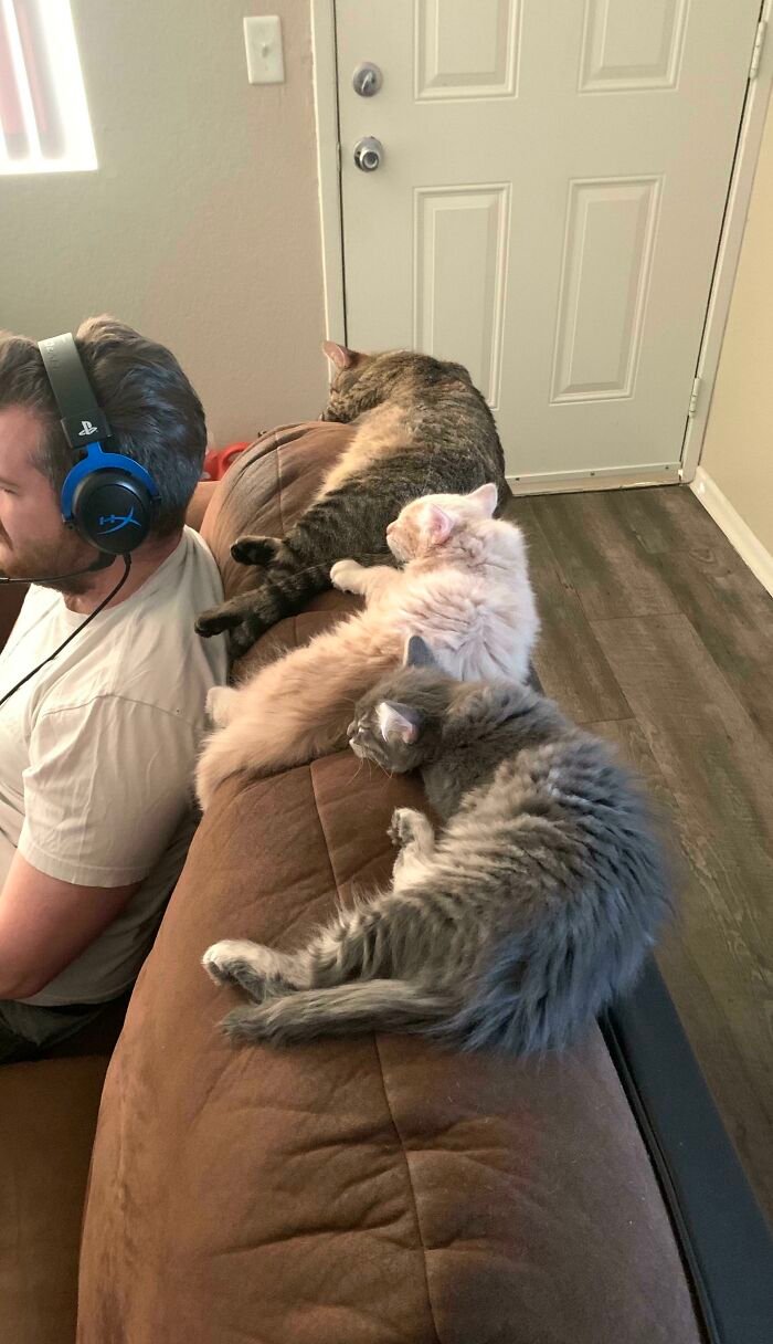 These 21 Cat owners had to post pictures of them online because they ...