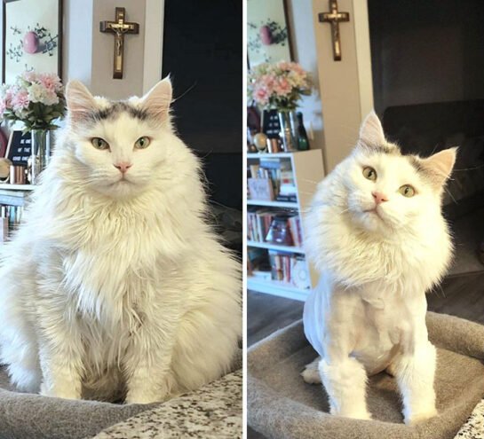 These 25 chubby cats had incredible makeovers to become healthier pets.