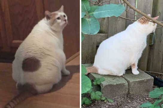 These 25 chubby cats had incredible makeovers to become healthier pets.