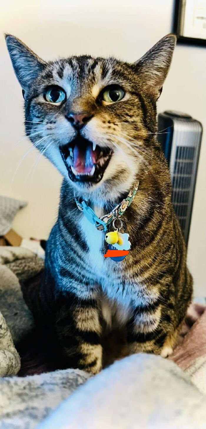 19 Kittens Were Talking Nonstop, So Their Owners Took Pictures