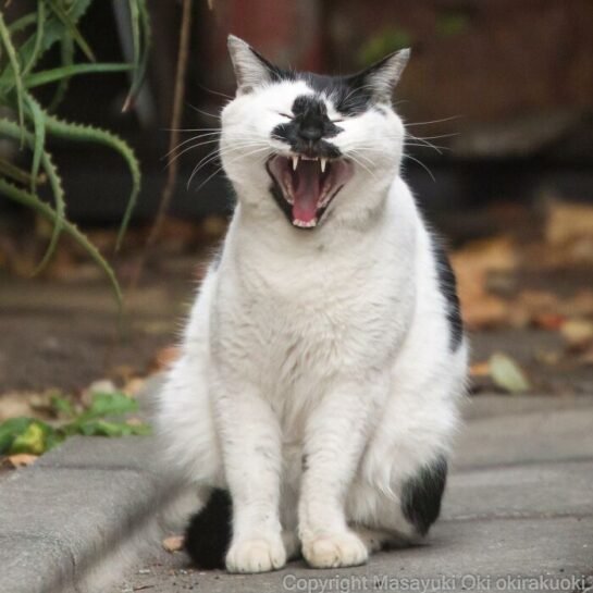 20 Adorable Stupidly Cute Photos Of Stray Cats