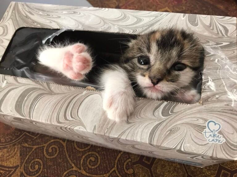 Cute Little The kitten enjoys hiding inside a tissue paper box