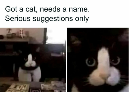 23 Adorable and Funny Memes That Would Encourage You to Get a Cat