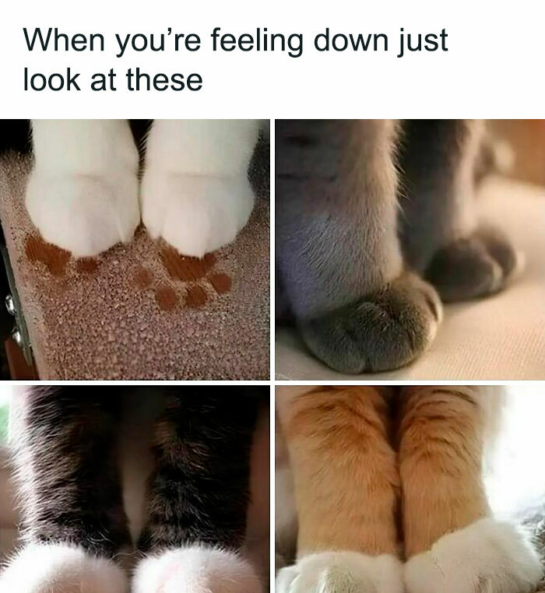 23 Adorable and Funny Memes That Would Encourage You to Get a Cat