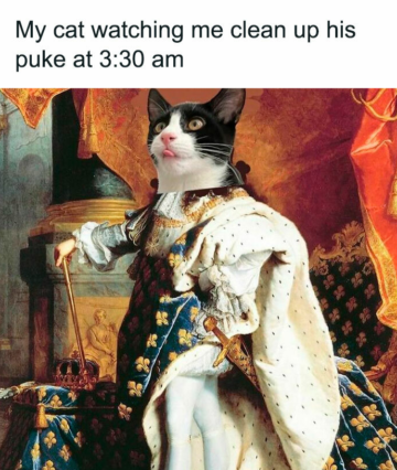 23 Adorable and Funny Memes That Would Encourage You to Get a Cat