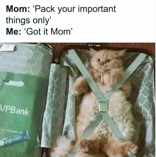 23 Adorable and Funny Memes That Would Encourage You to Get a Cat