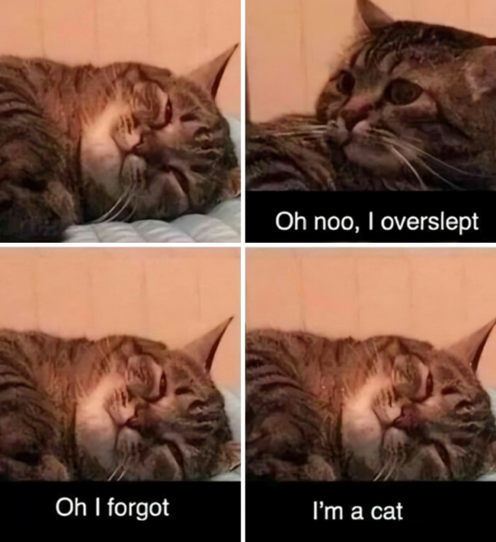 23 Adorable and Funny Memes That Would Encourage You to Get a Cat