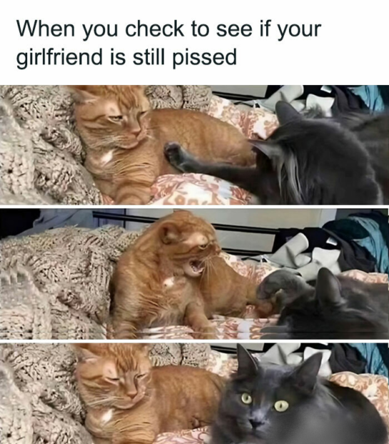 23 Adorable and Funny Memes That Would Encourage You to Get a Cat