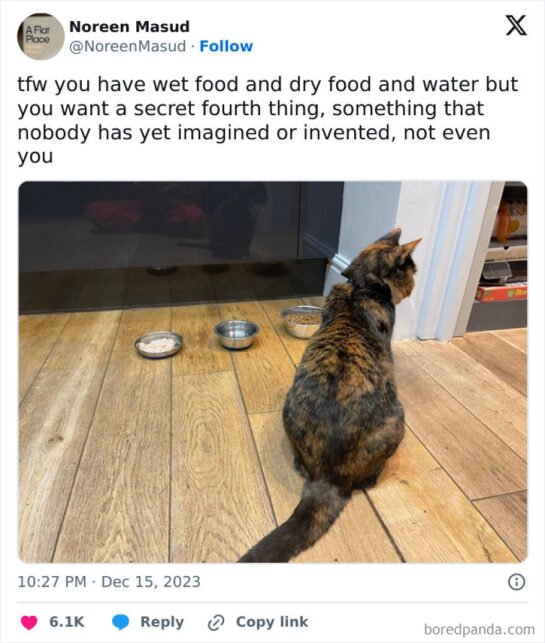 23 Images Of Broken Cats That Had People Asking "What's Wrong With My Cat?"