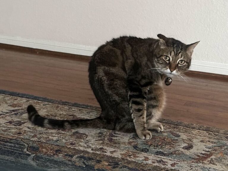 23 Images Of Broken Cats That Had People Asking "What's Wrong With My Cat?"