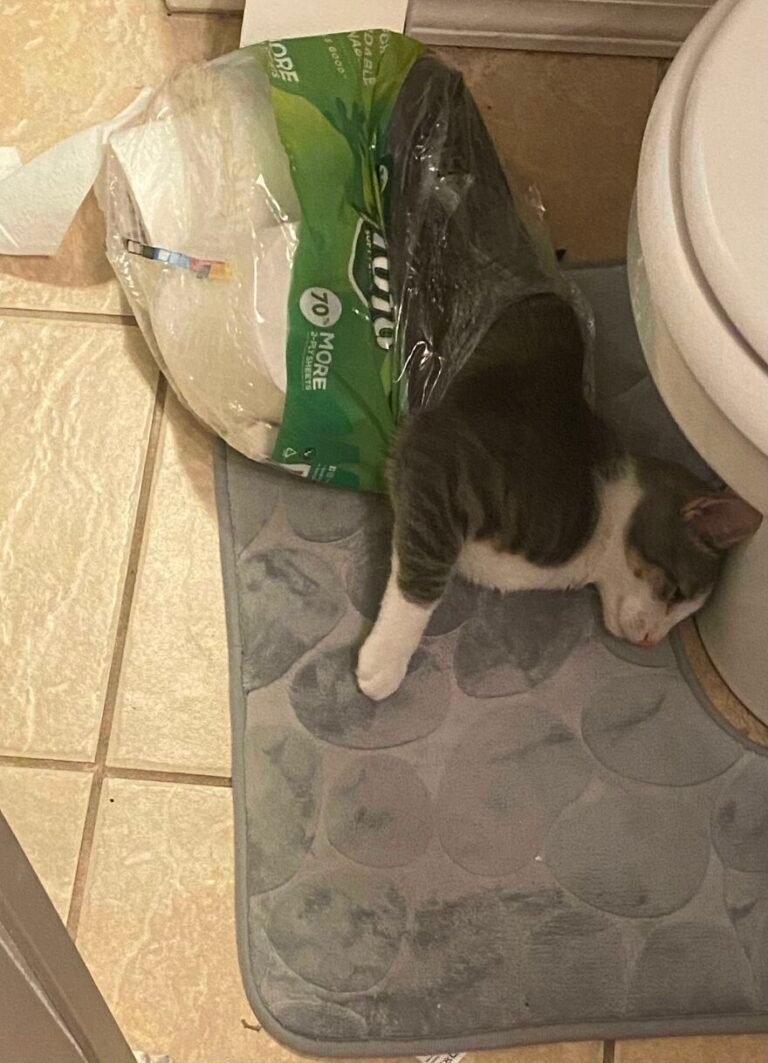23 Images Of Broken Cats That Had People Asking "What's Wrong With My Cat?"