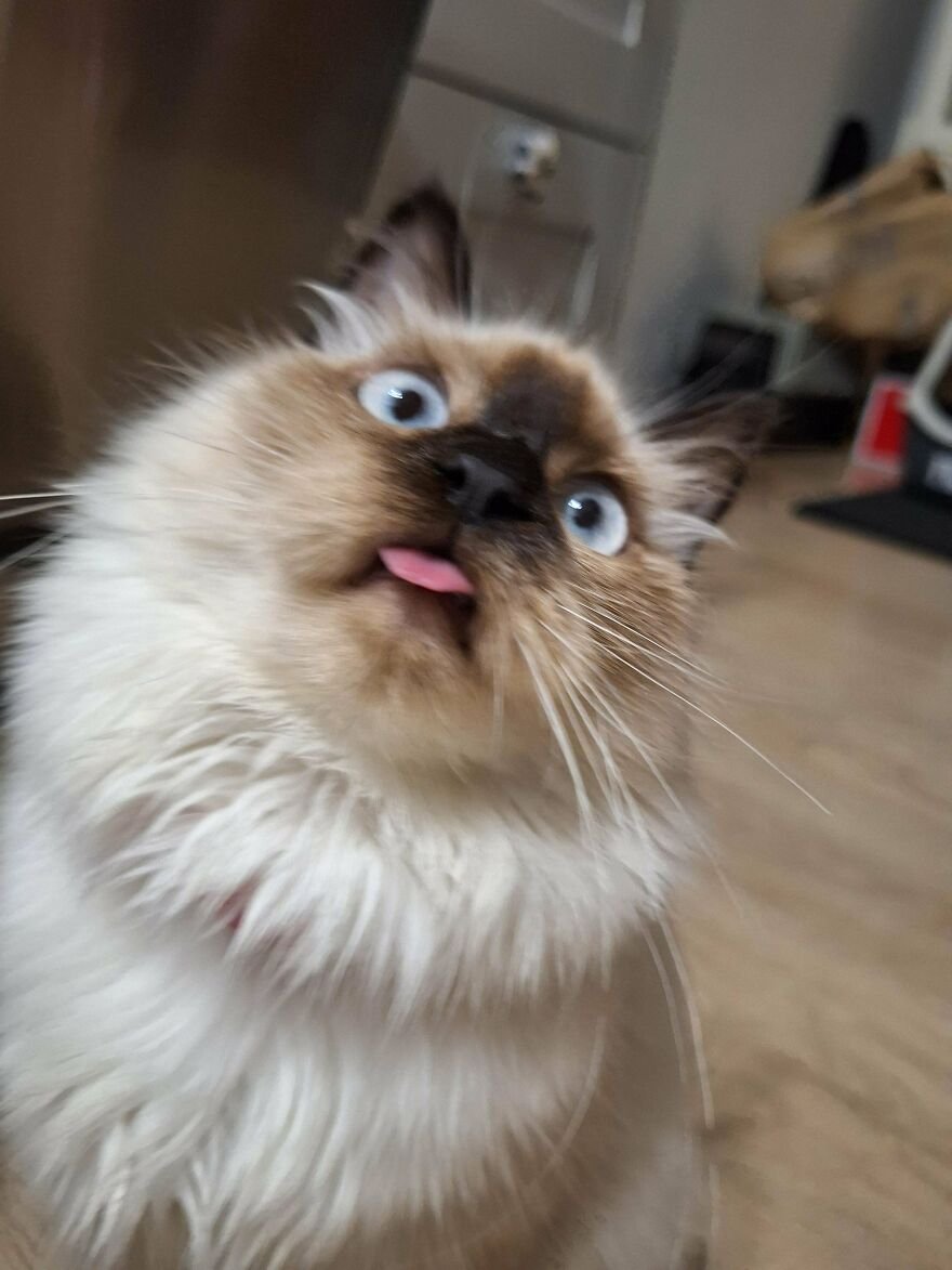 23 Images Of Broken Cats That Had People Asking "What's Wrong With My Cat?"