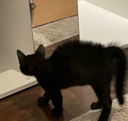 23 Images Of Broken Cats That Had People Asking "What's Wrong With My Cat?"