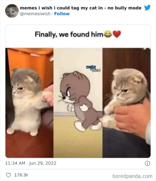 18 Funny Memes About Cats That Fans Would Love to Tag Their Fuzzy Cat ...
