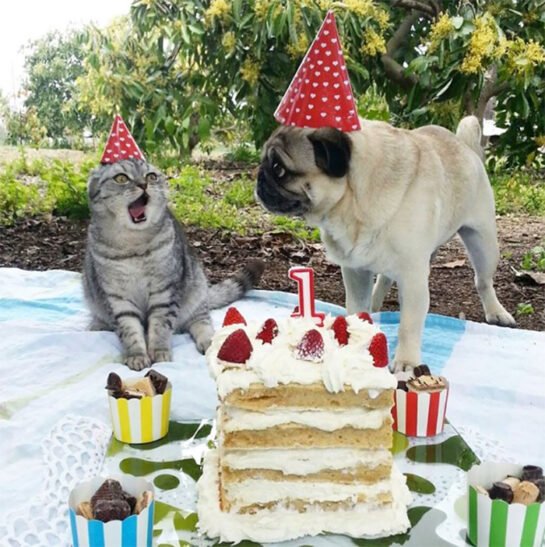 Cats-Birthday-Celebrations3