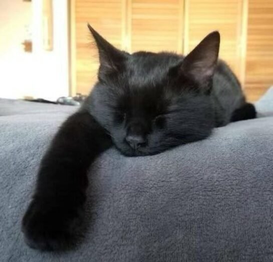 30 'Chaotic Cat Pictures' That People Seek Everyday