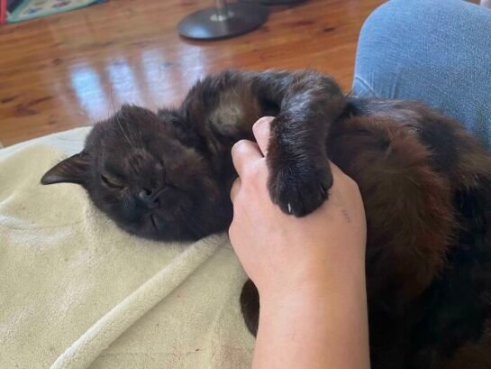 30 Cute Pet Adoption Images To Make Your Day Better