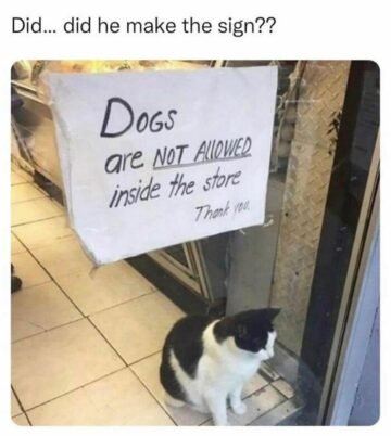 31 Of the Cutest and most Relatable Cat Memes