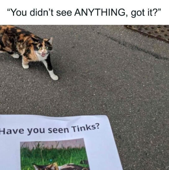 Relatable-Cat-Memes4