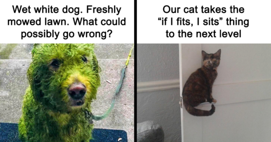 30 Laughable and "Out of Context Animals" Featured on This meme Page on ...