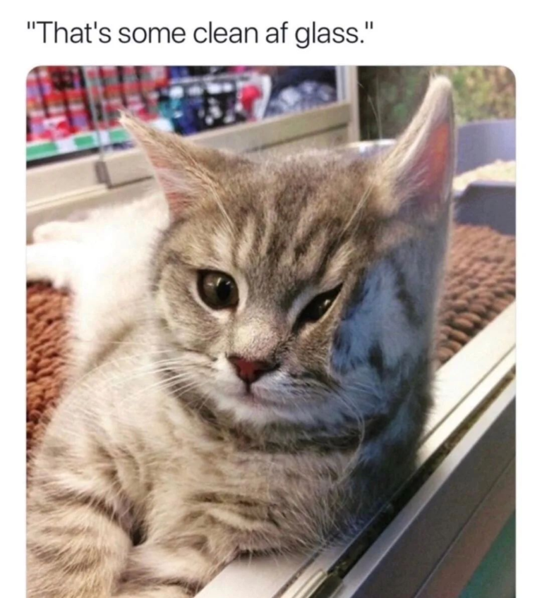 Cat Freaks Beautifully Shows Cats Amusing Actions In 20 Funny Images