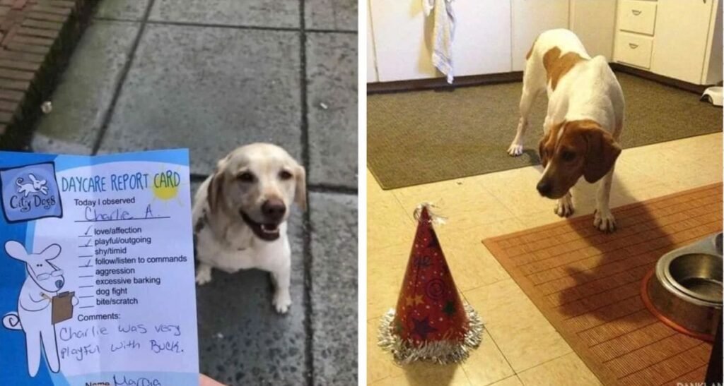 20 Funny Dogs Images That Will Make Your Mood Better